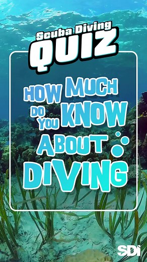 ➡️ How much do you know 🧠 about diving 🤿 ? Prove it with our Scuba Diving Quiz❓️! Don't forget 🤔 to share and dive 🤿 into the comments 🎤 with your results ✅️ ➡️ Ready...3...2...1...GO!! 👉🏻 #sdidivers #divesdi #SDIfamily #scubadiving #scubalife #scubadivers #scubalove #scubaworld #scuba #scubagram #dive #divelife #diver #divebuddy #divers #scubadivingquiz #quiz | SDI - Scuba Diving International