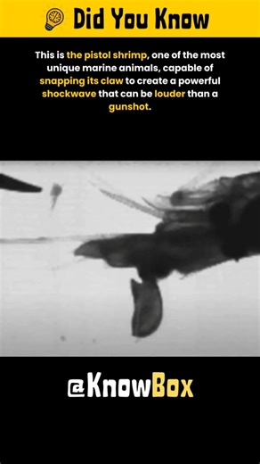 Pistol Shrimp – The Loudest Creature in the Ocean