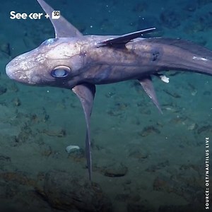 This ghost shark will haunt your nightmares. | Seeker by The Verge