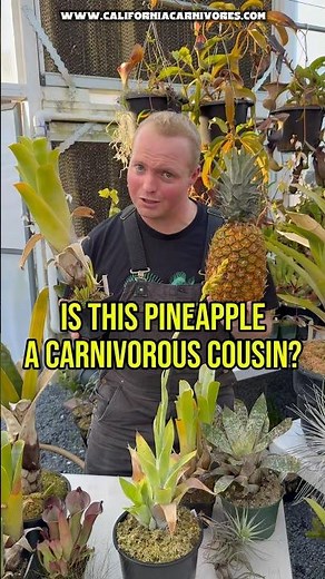 Is this pineapple a carnivorous cousin?