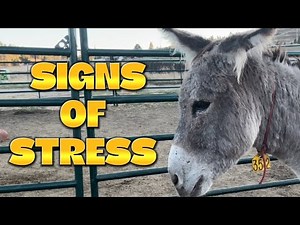 Understanding Donkey Body Language: Stress Signs & Trust Building