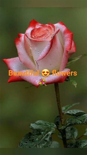 Unveiling Floral Beauty: Expert Guide to Flower Types & Meanings! beautiful 😍 flowers 💐