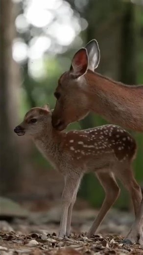 Mama Deer & Baby Deer | Pure Love in the Wild 🦌💚 #viral #funnyanimals #cuteanimals #funny #love