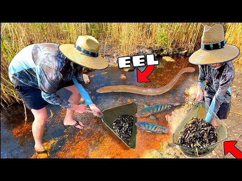 Netting Rare EEL Fish in the Florida Everglades!! *HELP IDENTIFY*
