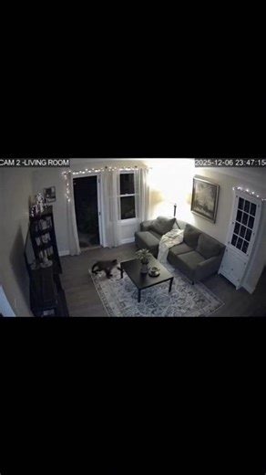 You Won’t Believe What This Monkey Did Inside the House! (CCTV)