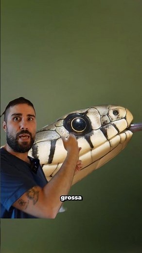 Come riconoscere e distinguere una vipera da una Natrice dal collare.