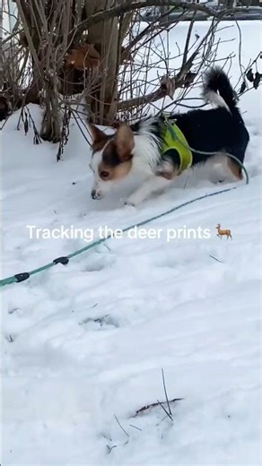 Inside Him There Are 2 Wolves| Tracking footprints and Utility Monitor 🐺🦺 #funnydogvideos #corkie