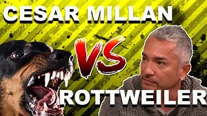 Cesar Millan: How To Use The "Redirection Method" To Calm An Overprotective Rottweiler