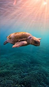 The Loggerhead Turtle. Loggerhead turtles have been around since the time of dinosaurs. 🌿🦖 These resilient creatures have gracefully roamed the Earth's oceans for millions of years, witnessing the rise and fall of giants. 🌊 Today they face an uncertain future, climate change, habitat loss, and human activities threaten their very existence. Let's hope they don't disappear like the mighty dinosaurs. 📽 www.instagram.com/iamrickbennie 📍 Lady Elliot Island | Master Reef Guides