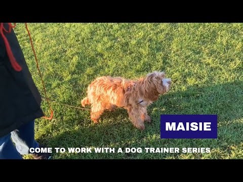 Maisie Cavapoo Puppy | Come To Work With A Dog Trainer