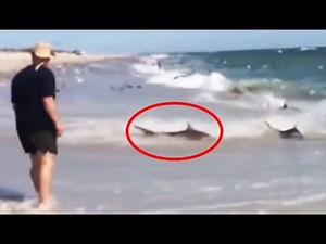 Outer Banks shark feeding frenzy captured on video