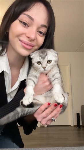 Cateva Kissala | Scottish rotu | Kasvattaja | Adoptio on Instagram: "Just look at hiiim!🥹🤩🐾 Silver tabby coloring with a pale undercoat and smoky grey pattern, creating a soft silver shine 🩶 #cattery #kasvattaja #kissat #cat #kittens"