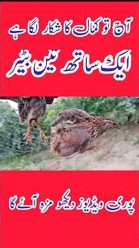 Batair ka shikar new 2025,bater ki awaaz,#birds#coturnixquail,batair ki awaz#shorts#shortvideo#short