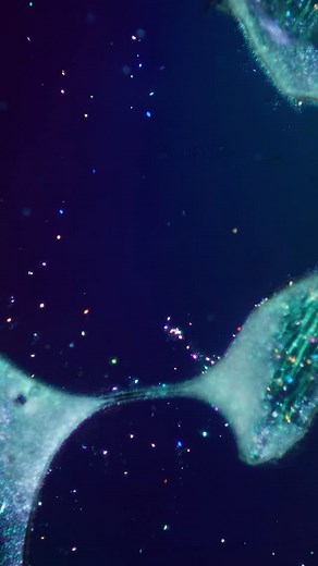 eLapse | 🔬Ever wondered what ginger looks like up close? You use it in tea, food, and even medicine—but under the microscope, ginger reveals a... | Instagram