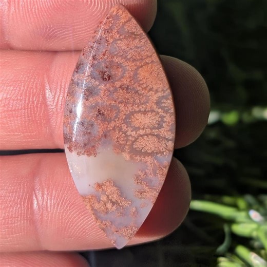 Red Fossil Coral Cabochon With Chalcedony, From Indonesia. FC 17.1 Eye Shaped Fossilized Coral Cab for Jewlery Making - Etsy