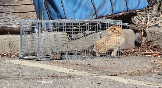 The Tools You Need to Successfully TNR