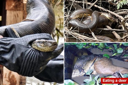 Anaconda species thought to be largest in the world discovered during Will Smith documentary shoot
