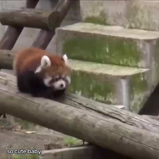Fun Facts About Red Pandas: Names and More!