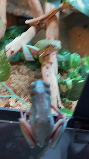 Exploring the Playful World of White Tree Frogs