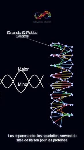 Structure de la double hélice d'ADN expliquée - Boucle d'animation éducative - Gravicool Studios