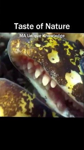 🦀 The Deadliest Crab Hunter in Nature! | Moray Eel’s Secret Attack