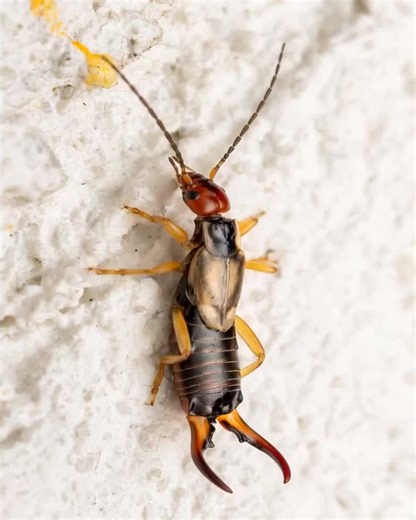 Help! My 8-year-old was bitten by this strange bug, and I’m really worried. My sister-in-law nearby has seen similar ones. Any idea what it is?. Full article 👇 💬 | Natural Living Today