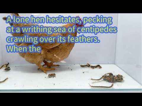 A lone hen hesitates, pecking at a writhing sea of centipedes crawling over its feathers. When the
