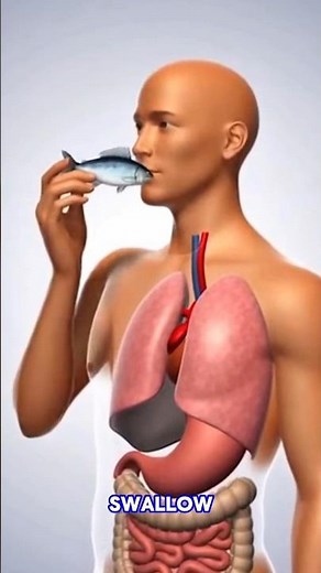 What Happens If You Swallow a Live Fish? #humanbody #fish