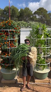 220 green onions grown on one aeroponic tower. #verticalfarming #greenonion #springonion #towergarden #agriculture #farming #scallions #hydroponics #aeroponics | Agrotonomy Tower Farms