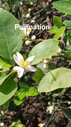 pollination||Sexual reproduction in flowering plants #ncertbiology #neet #jitendrajaiswalsir #shorts