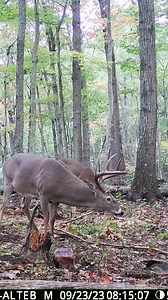 76K views · 1.9K reactions | What an 8! 歷 : Team Spartan Member #spartancamera #teamspartan #spartan #trailcam #scout | Spartan Camera | Facebook