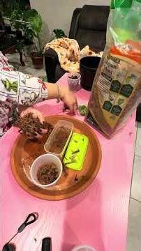 Will be propagating Caladium plant in 3 ways let’s see how it goes!🪴 #plants #planttherapy #watch