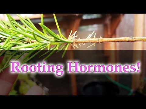 Homemade Rooting Hormones - For Rosemary Cuttings (2019)