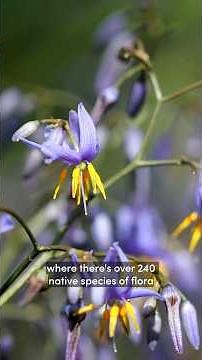 Biodiversity Month Spotlight on Sydney Turpentine-Ironbark Forest