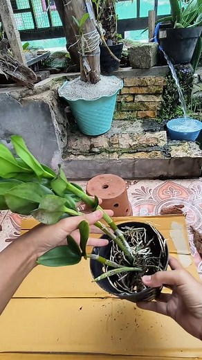 This is what happens if you forget to change your orchid's growing medium. 90% of the roots will be damaged. Don't worry, here's how to treat root rot caused by acidic growing medium. Watch until the end, from cutting the roots to replanting. Hope this helps. Happy orchid gardening. #fblifestyle #repottingorchids | Ratna Wati