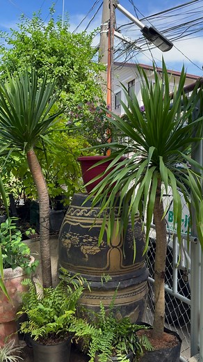 yucca ✨ #outdoorplant #yuccatree | Bm-Jov Garden Center