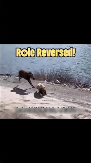 THIS IS CRAZY! A Moose Goes From Prey to Predator 😱🐻