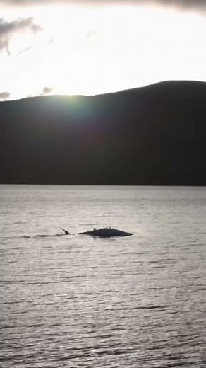 Ponik sighted (Loch Ness monster from North America)