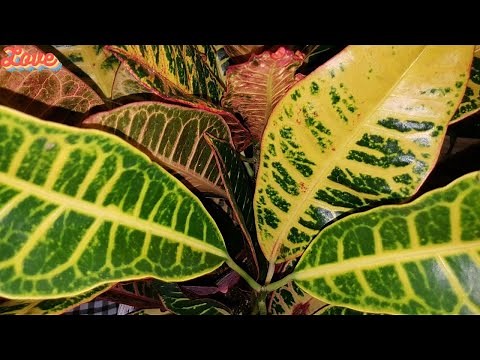 How to care for a Croton plant Petra 💕 Codiaeum Variegatum 💕Gardening with Susie TLC