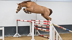 AUCTIONS I COMPETITIVE 7- & 8-YEAR-OLD JUMPERS IN THE COLLECTION OF DUTCH HORSE TRADING - BIDDING STARTS CLOSING IN 5 HOURS! The first auction by Dutch Horse Trading of 2024 starts closing in 5 hours! Once again, a wonderful collection of young and ridden showjumpers, competitive 7- and 8-year-olds, some dressage horses, brood mares, hunters, schoolmasters, (hunter) ponies, and pleasure horses. Dutch Horse Trading stands for transparency, quality, honest prices, and many different types of horse