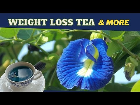 Butterfly Pea Flower Tea (Clitoria Ternatea) BENEFITS & RECIPE / Earth's Medicine