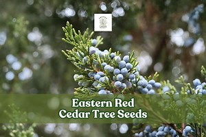 Eastern Red Cedar Tree Seeds for Planting | Juniperus Virginiana | Hardy Fragrant Evergreen - Etsy