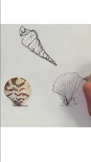 Observational Drawing | Continuous Line Sea Shells #art #contourdrawing