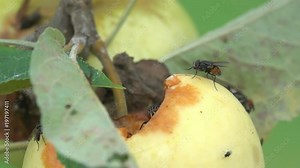 Nature flies insect velocity on apple