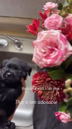 306 reactions · 15 shares | All Labradors love to swim, but not every Lab loves the hose or a shower. This little pup, though, has such a sweet nature—I think they actually enjoy it! #BlackLabPuppy #LabradorLife #DogBathTime #SinkBath #PuppyBath #HappyPup #DogLifeJoy #PuppyLove #DogPhotography #GoodDog | Loose Leashes by Ron Schmidt | Facebook