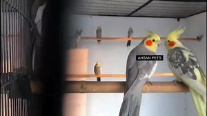 cockatiels breeding business updates market analysis #ahsanzafariqbal | Ahsan Zafar Official