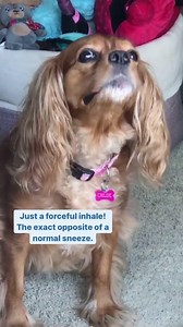 41K views · 355 reactions | Follow @bark.bright for more FYI goodies...