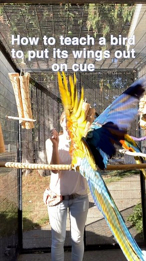 9.2K views · 182 reactions | Teaching your bird to put his/her wings...