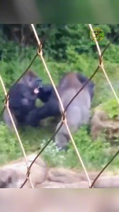 Monkey fight | Best Shoot