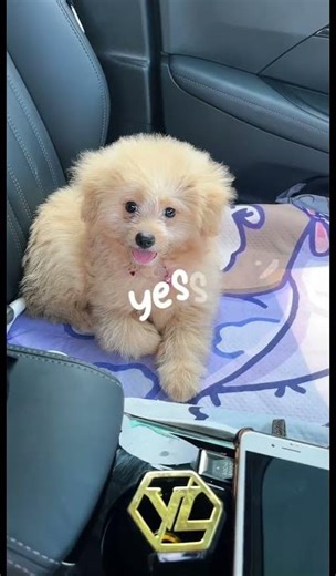 why pomapoo is better than German Shepherd?